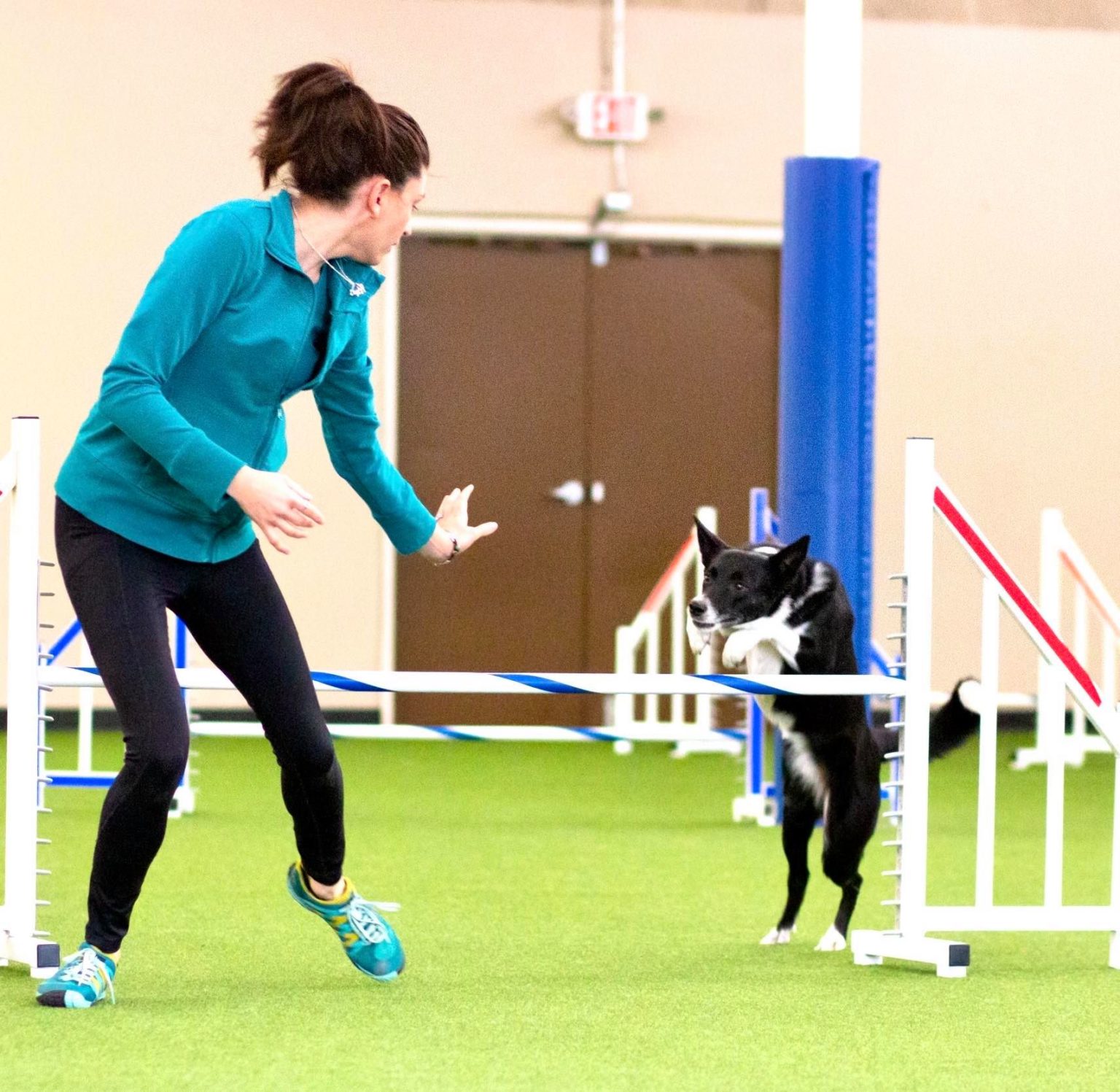 Agility Ongoing Classes - What a Great Dog!