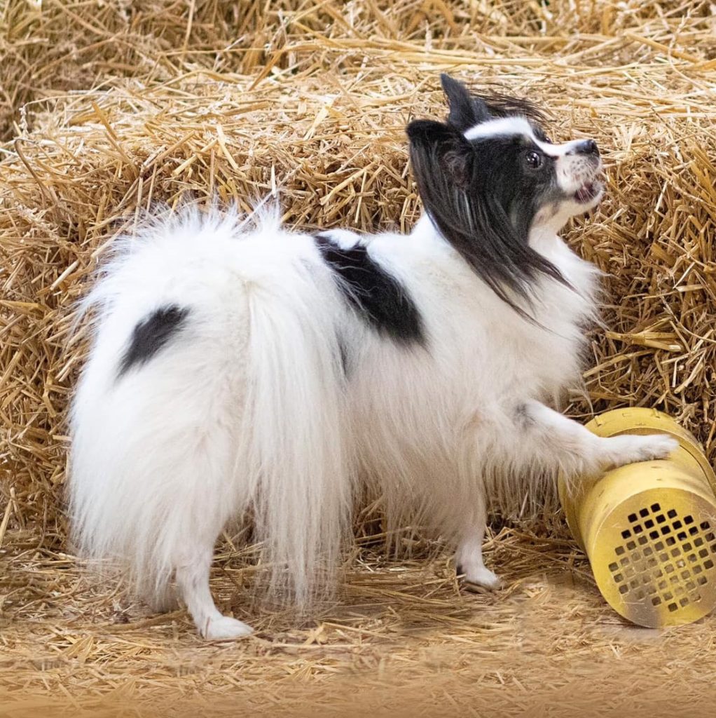 Barn Hunt 101 - What a Great Dog! Training Center