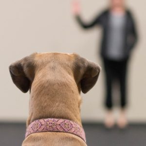 Manners 3 - What a Great Dog!