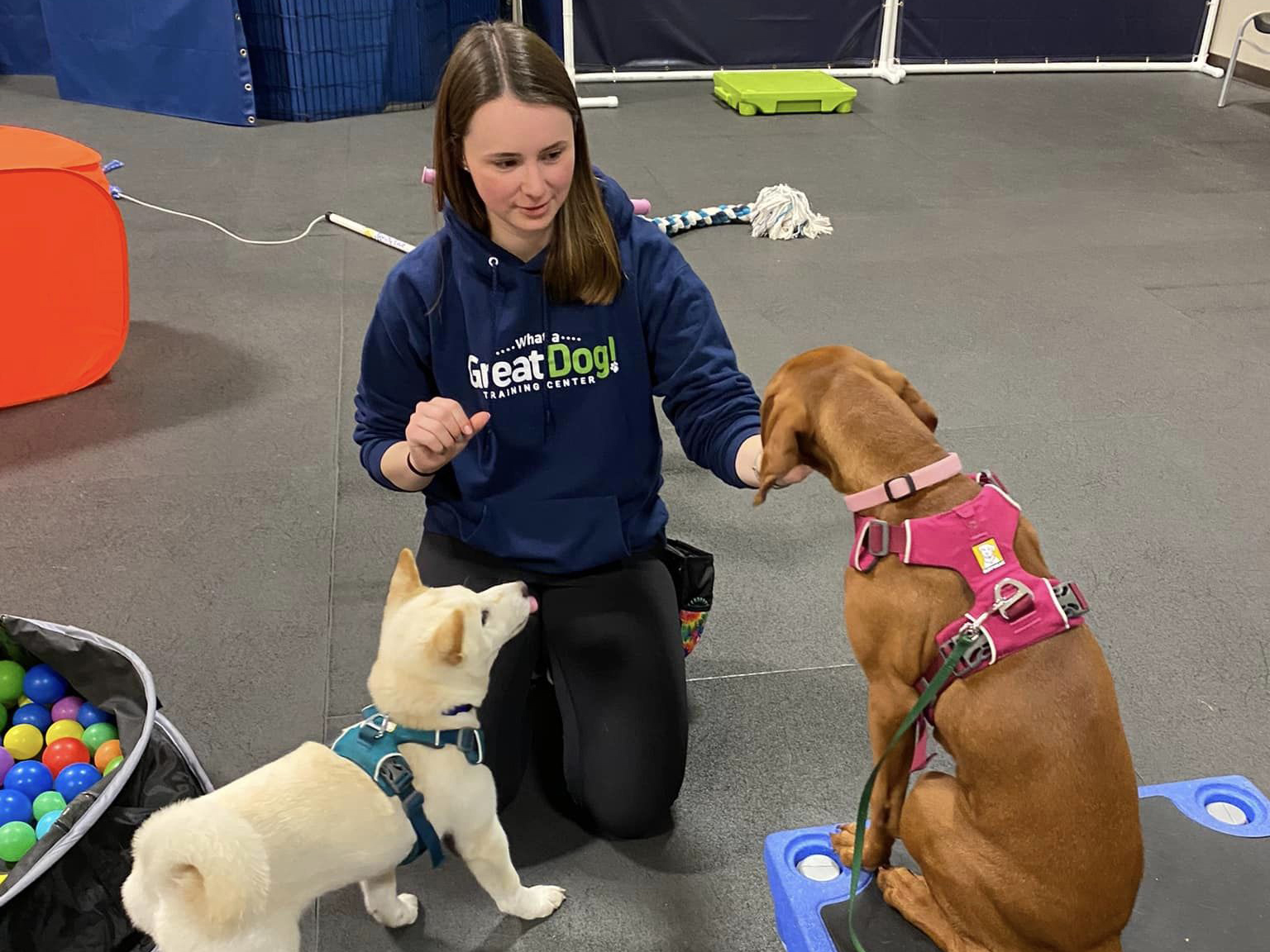 Great Puppy! Day School - What a Great Dog!