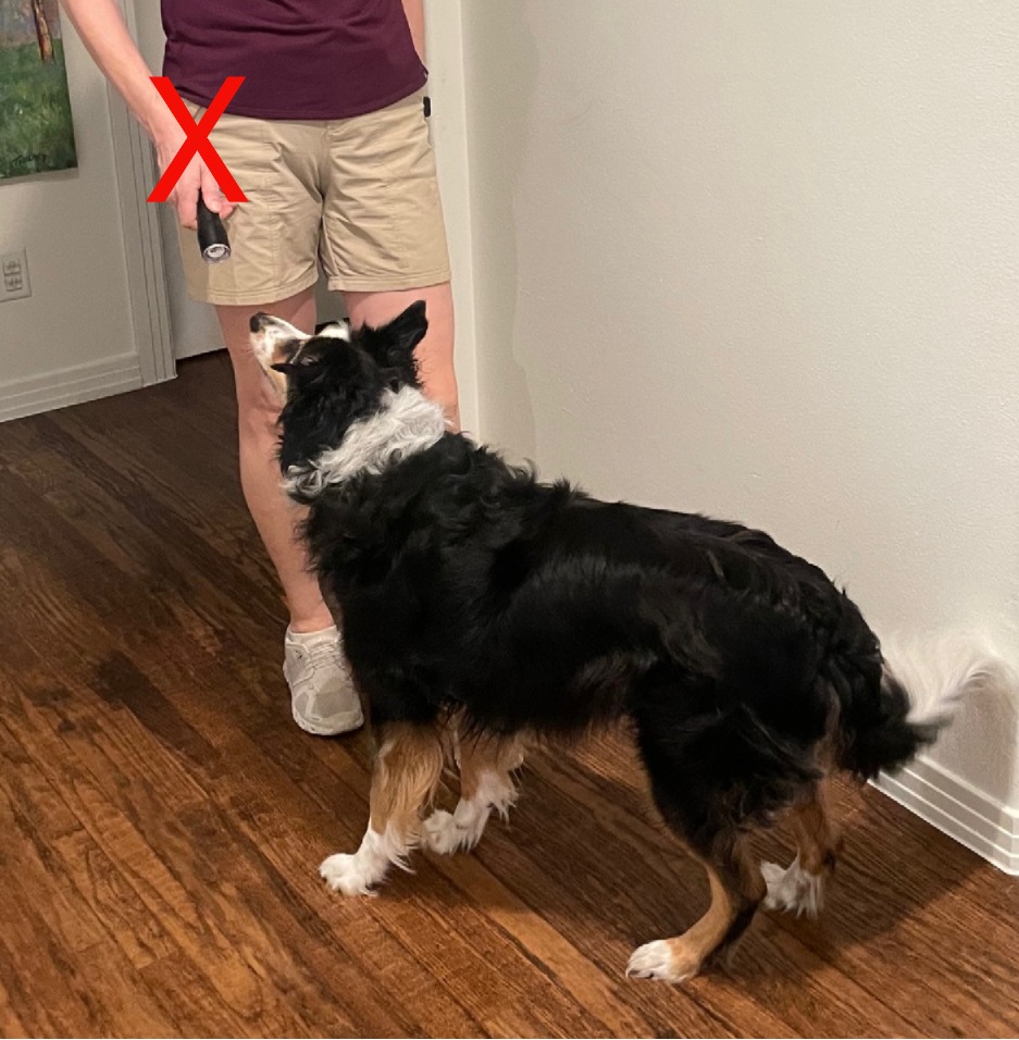The Pitfalls of Laser or Light Play - What a Great Dog!